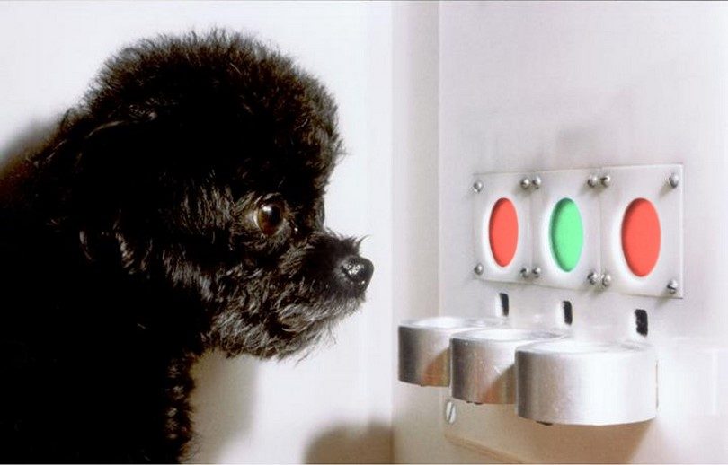 Explore How The Dog Perceive The World Around Them Using Senses ...