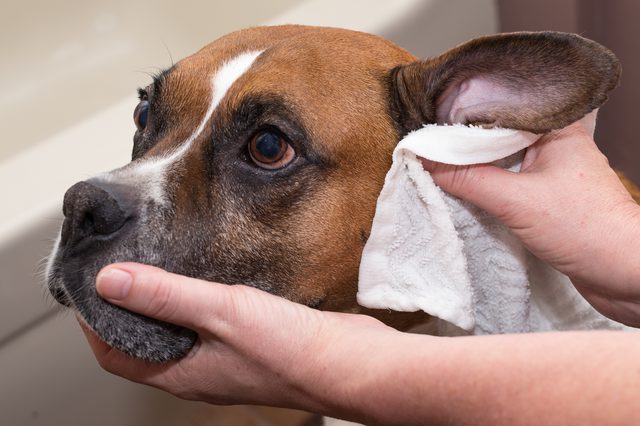5 Don’ts For Cleaning And Bathing Your Dog - BudgetVetCare Blog