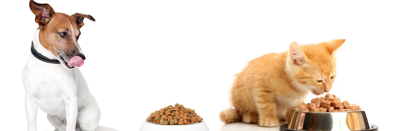 3 Questions To Ask Your Veterinarian About Good Nutrition of Your Pet ...