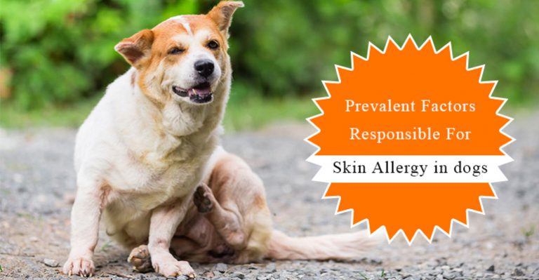 Everything You Should Know About Dog Skin Allergies