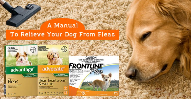 flea control for dogs Archives - BudgetVetCare Blog