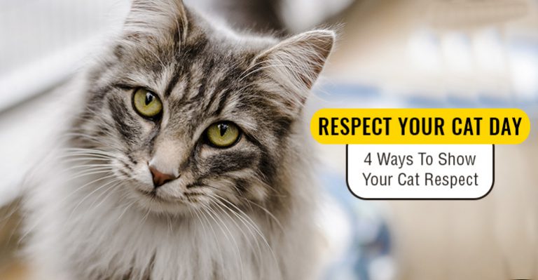 National Respect Your Cat Day - 4 Ways To Show Your Cat Respect