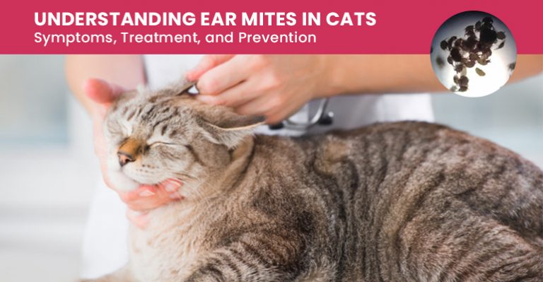 Cat Ear Mites: Symptoms, Treatment, and Prevention