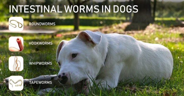 Intestinal Worms In Dogs: Know about Types of Worms