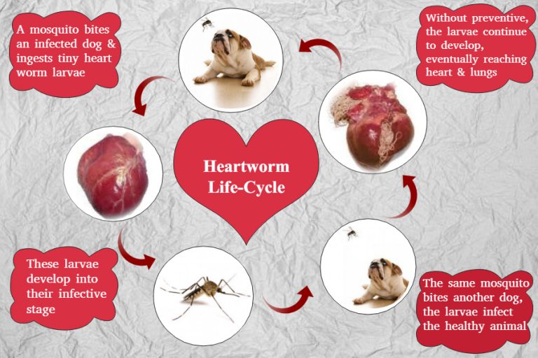 National Heartworm Awareness Month: Are you aware of heartworms?