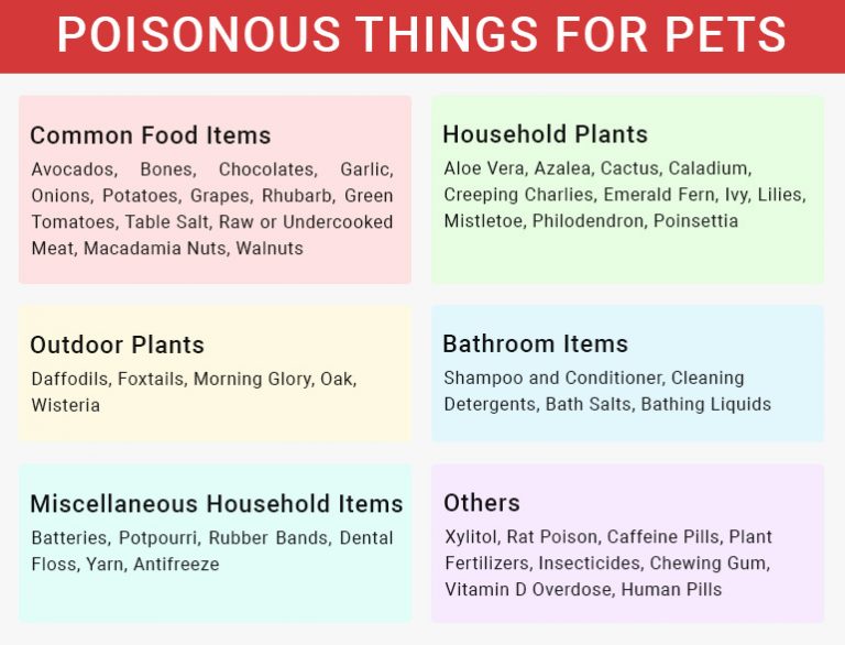 Pet Safety Tips for Poison Prevention Awareness Month
