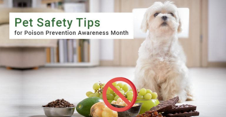 Pet Safety Tips for Poison Prevention Awareness Month