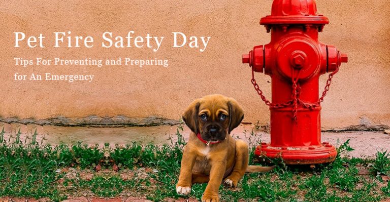 How to Keep Pets Safe From Fire - BudgetVetCare.com