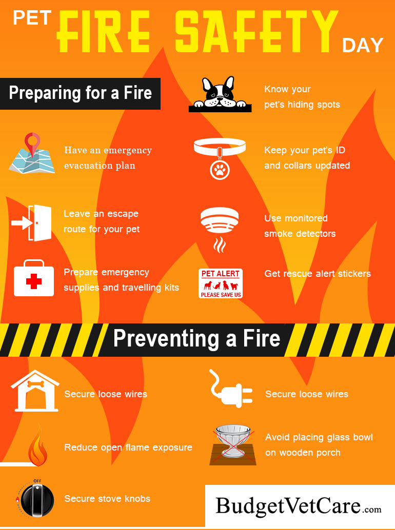 How to Keep Pets Safe From Fire - BudgetVetCare.com