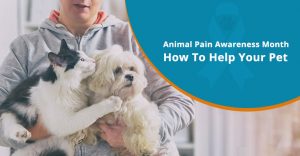 Animal Pain Awareness Month – How To Help Your Pet - BudgetVetCare Blog