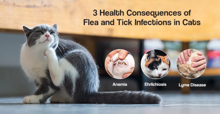 3 Health Consequences of Flea and tick infections in cats