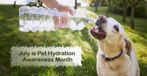 July is Pet Hydration Awareness Month