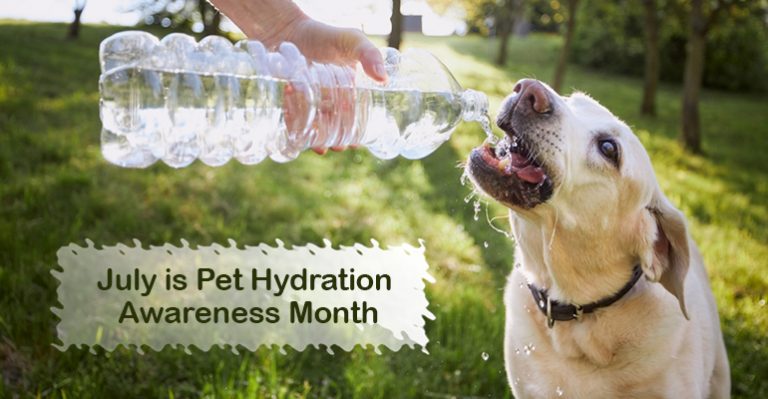 July is Pet Hydration Awareness Month
