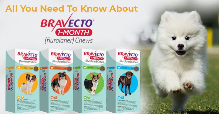 All You Need To Know About Bravecto 1-Month Chew - BudgetVetCare Blog