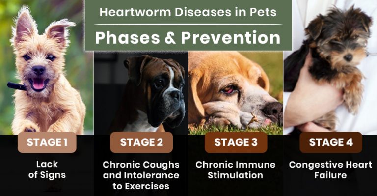 Heartworm Diseases in Pets: Phases and Prevention - BudgetVetCare Blog
