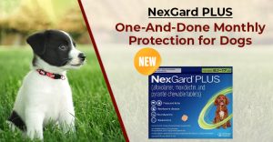 NexGard PLUS: One-And-Done Monthly Protection for Dogs - BudgetVetCare Blog