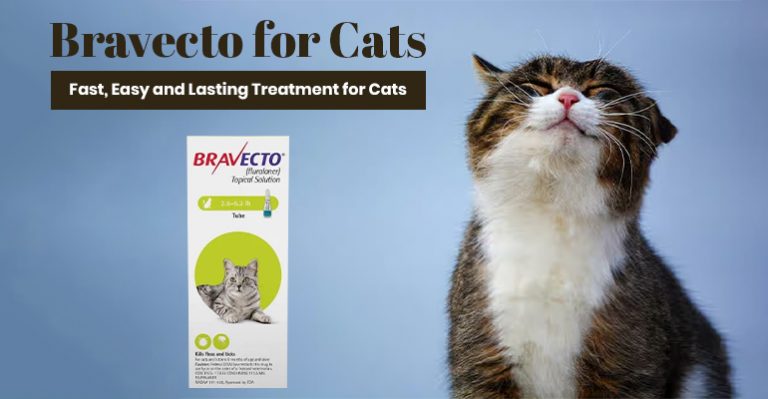 Bravecto for Cats – Fast, Easy and Lasting Treatment for Cats - BudgetVetCare Blog