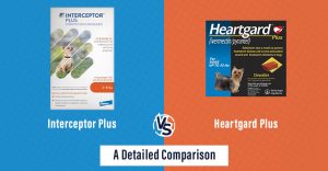 Interceptor Plus vs. Heartgard Plus: A Detailed Comparison ...