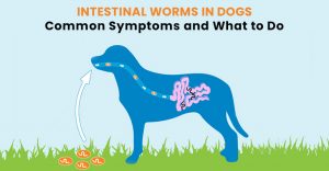 Intestinal Worms in Dogs : Common Symptoms and What to Do ...