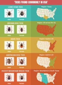 Ticks in Dogs: Types, USA-Wide Distribution & Ways to Prevent Them ...