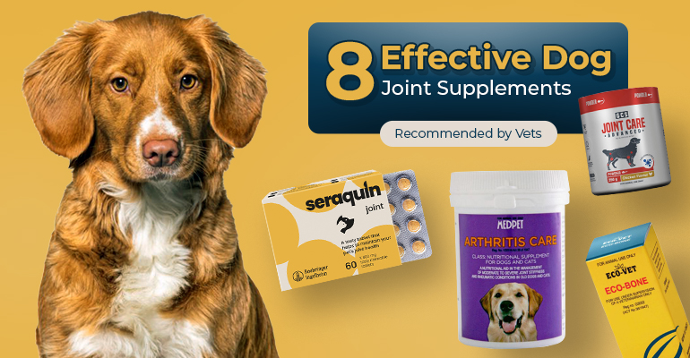 8 Effective Dog Joint Supplements Recommended by Vets - BudgetVetCare Blog