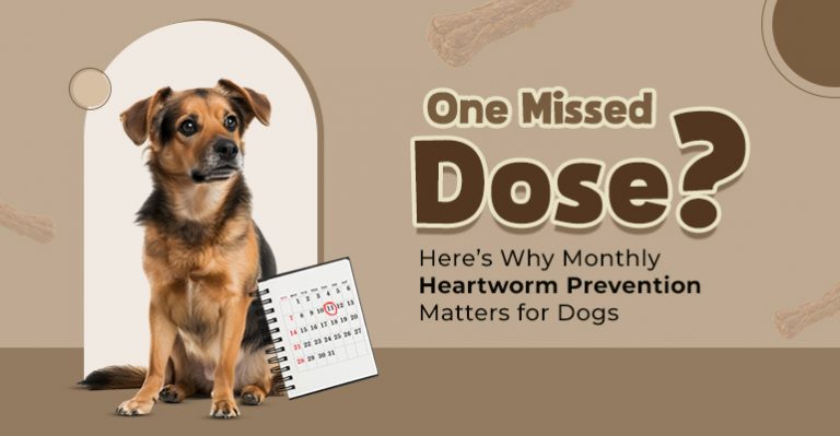 One Missed Dose? Here’s Why Monthly Heartworm Prevention Matters for Dogs