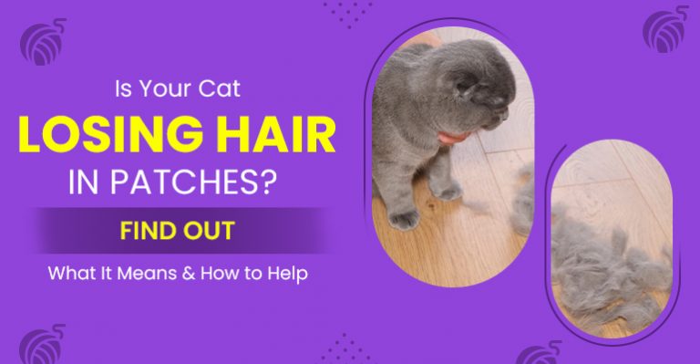 Is Your Cat Losing Hair in Patches? Find Out What It Means & How to Help